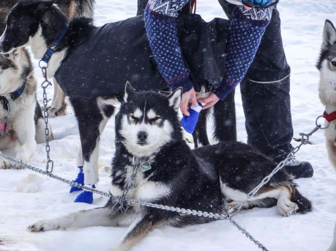Dog Sledding in Banff, the Ultimate Rockies Winter Experience – Park ...