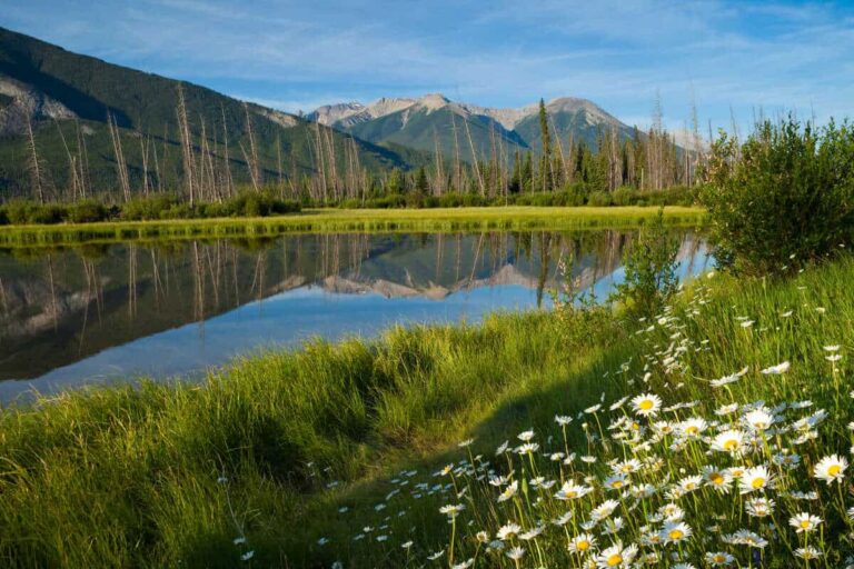 Wildflowers in Banff: Unveiling the Park’s Blooming Beauty – Park Pilgrim