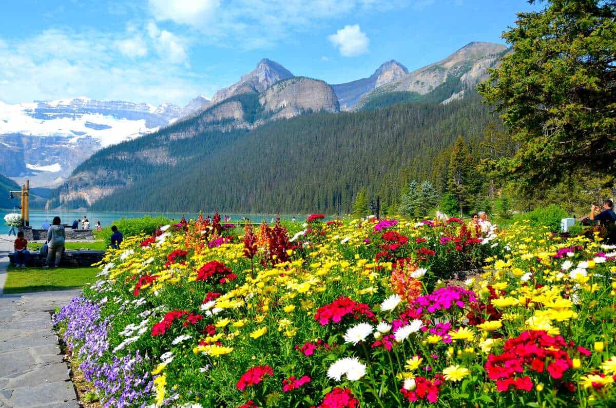 Wildflowers in Banff: Unveiling the Park’s Blooming Beauty – Park Pilgrim