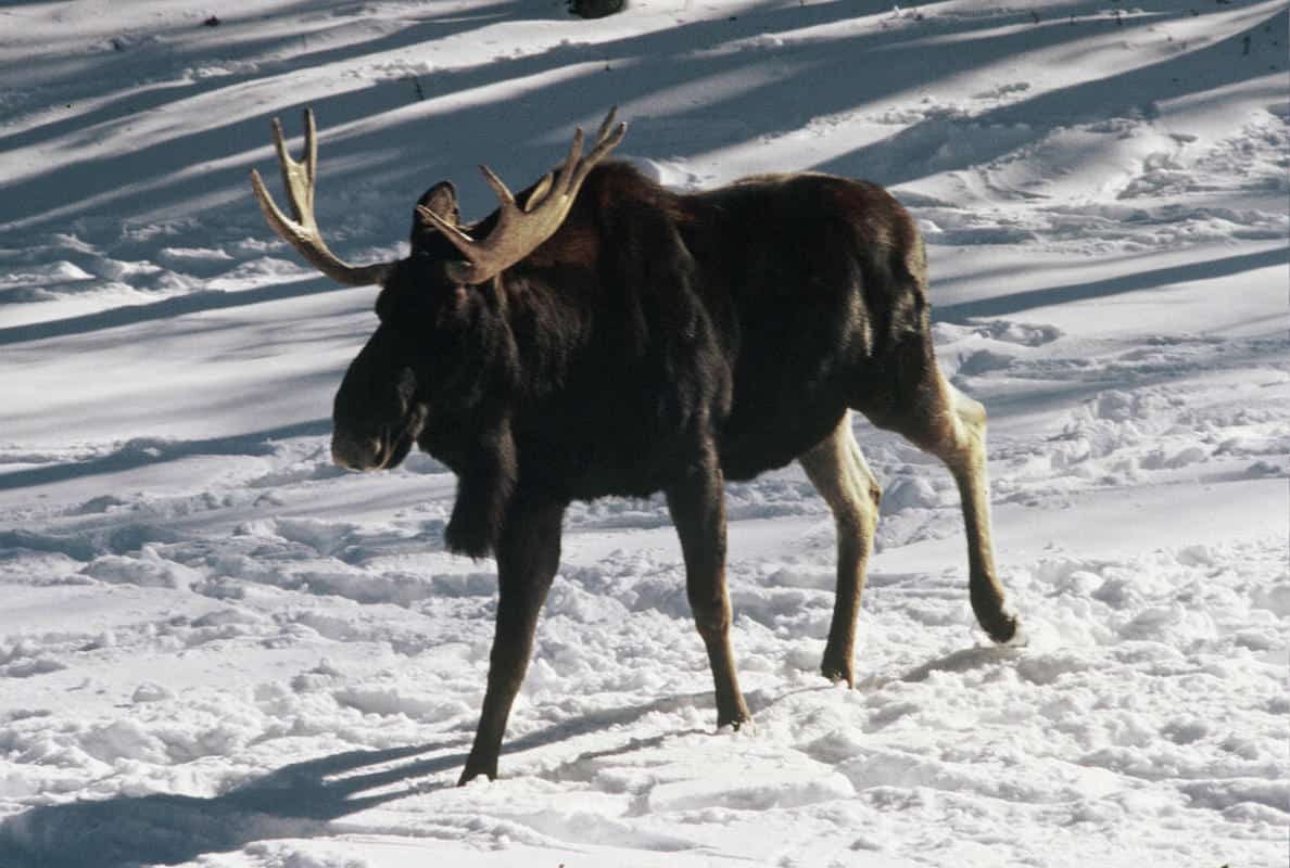 Spotting Banff Wildlife in Winter: What to Know and Where to Go – Park ...